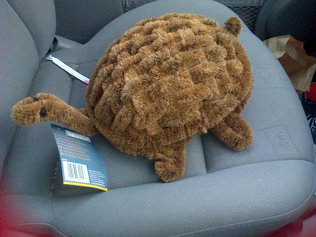 rare bristle back tortoise | Reptile Forums