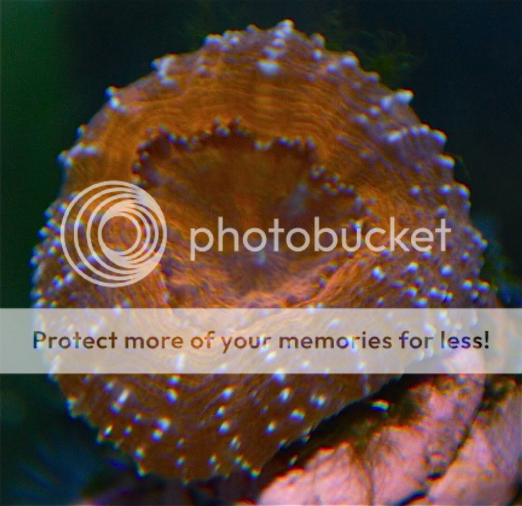 Acan Show-Off Thread: Echinata, Rotundoflora, Maxima, Hillae ...