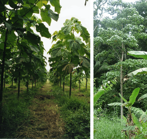 The balsa tree - RCU Forums