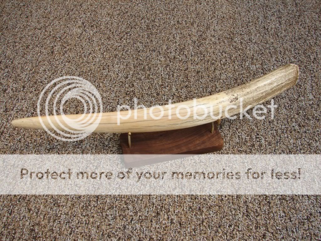 Found a walrus tusk? | BladeForums.com