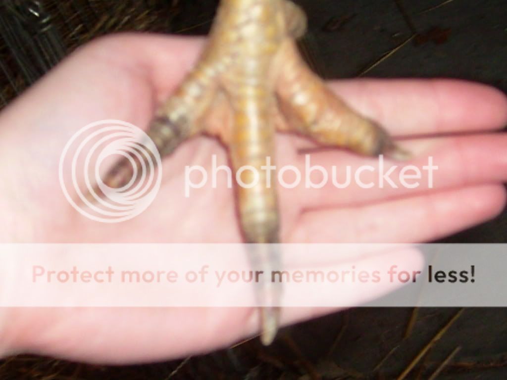 Frostbitten toes: what can I do? | BackYard Chickens - Learn How to ...