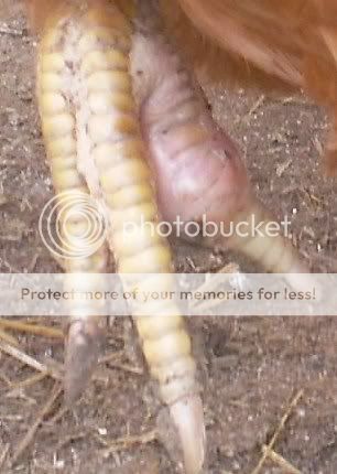 Chicken Toe Problems | BackYard Chickens - Learn How to Raise Chickens