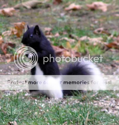 FARK.com: (4157968) Happy squirrel appreciation day. Have you hugged a ...